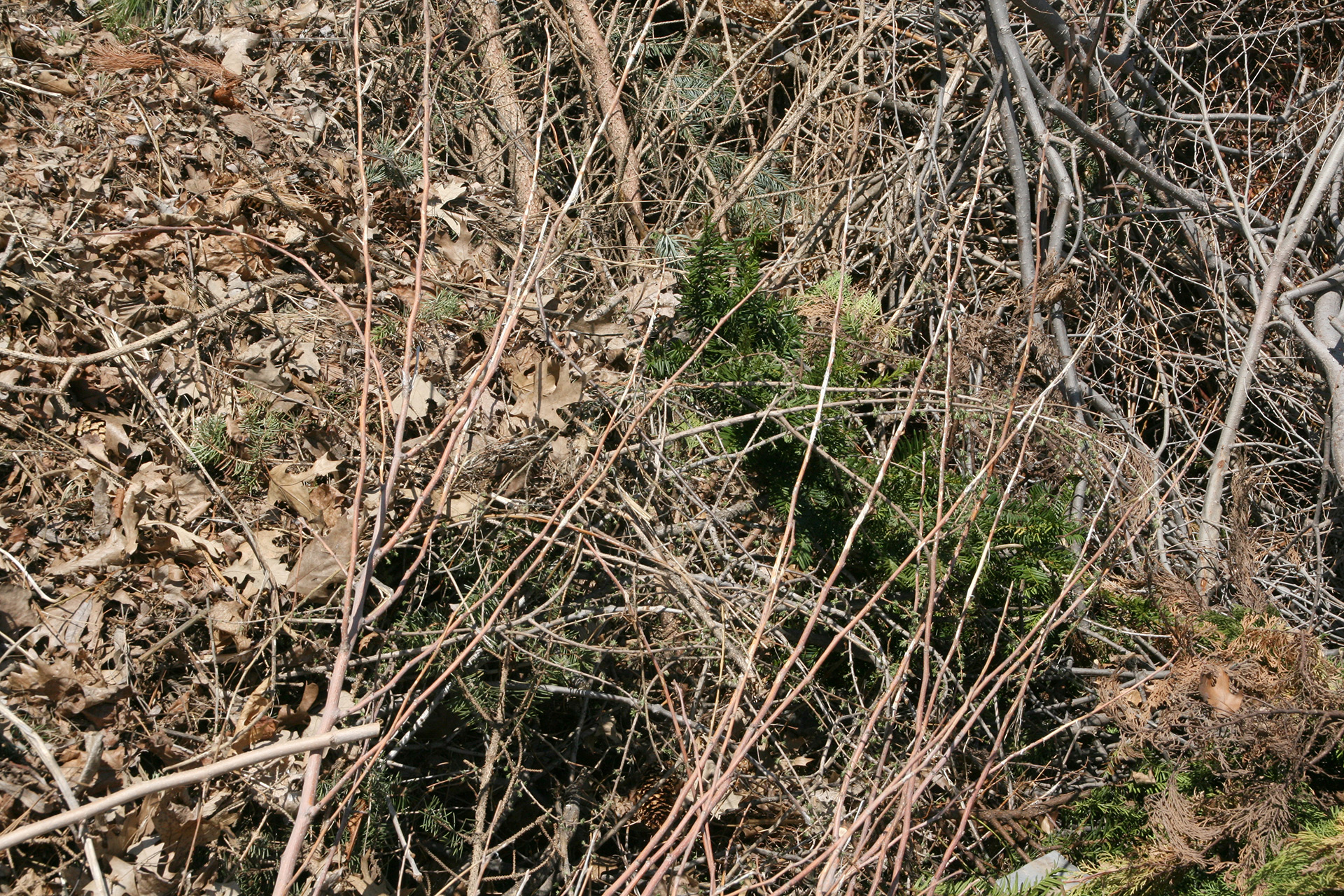 Municipal Solid Waste & Yard Waste Grinders | Rotochopper®