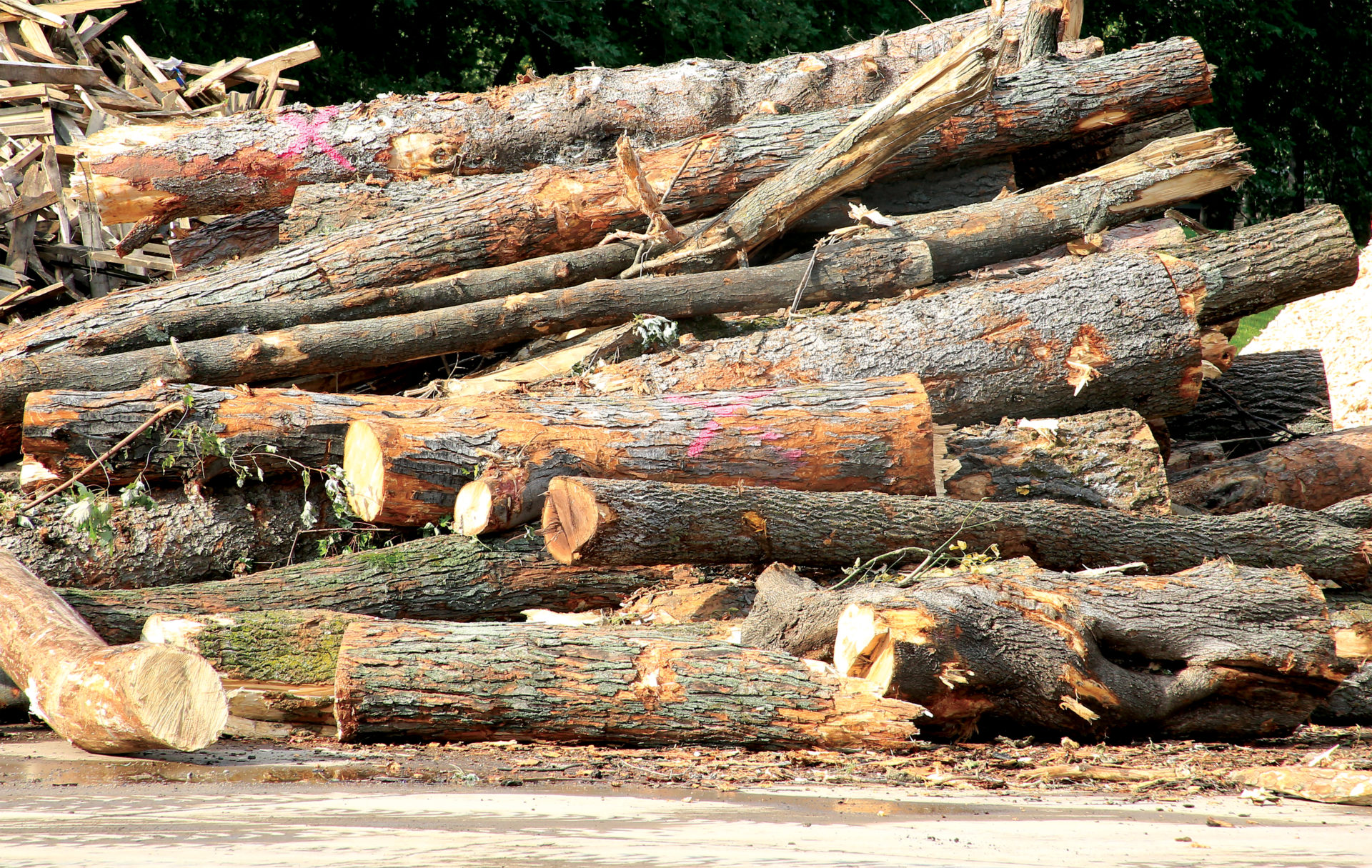 Logging Grinders | Land, Forestry & Orchard Clearing Grinders ...